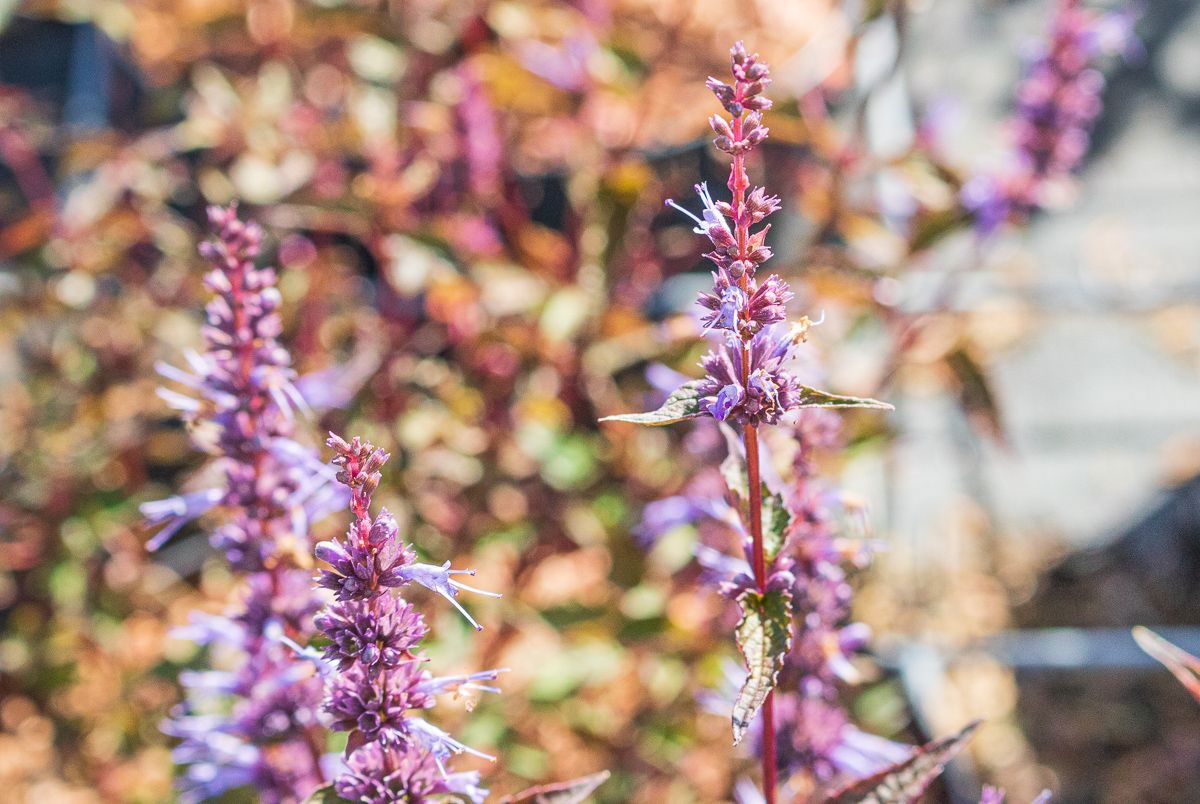 Duftnessel Black Adder - Agastache rugosa Black Adder günstig kaufen