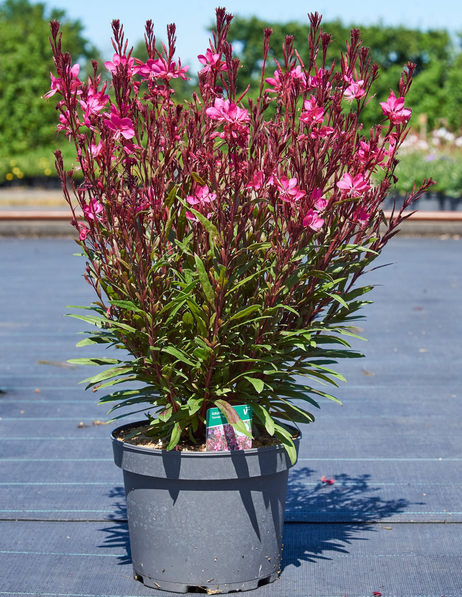Prachtkerze Gambit Rose - Gaura lindheimeri Gambit Rose günstig kaufen