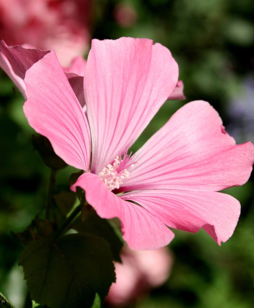 Moschusmalve - Malva moschata günstig kaufen