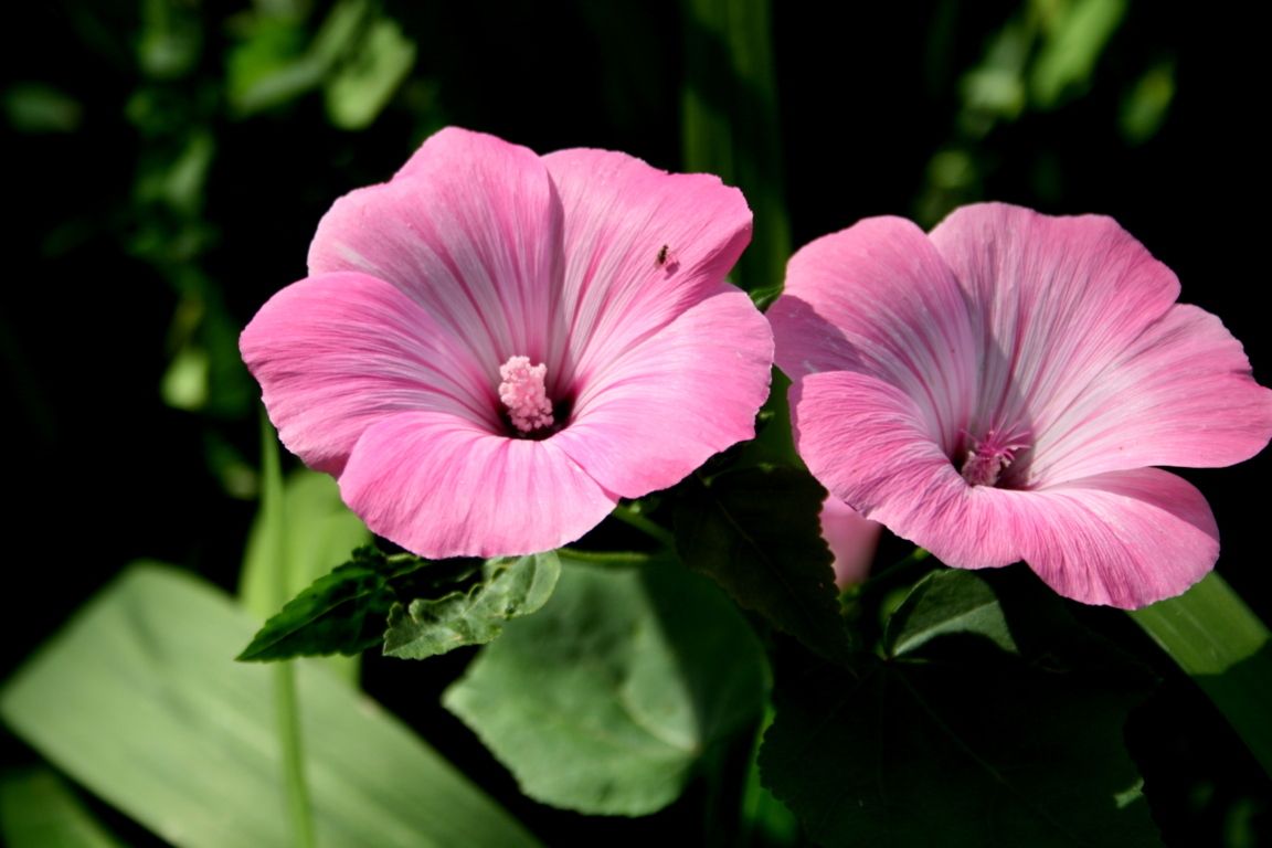 Moschusmalve - Malva moschata günstig kaufen