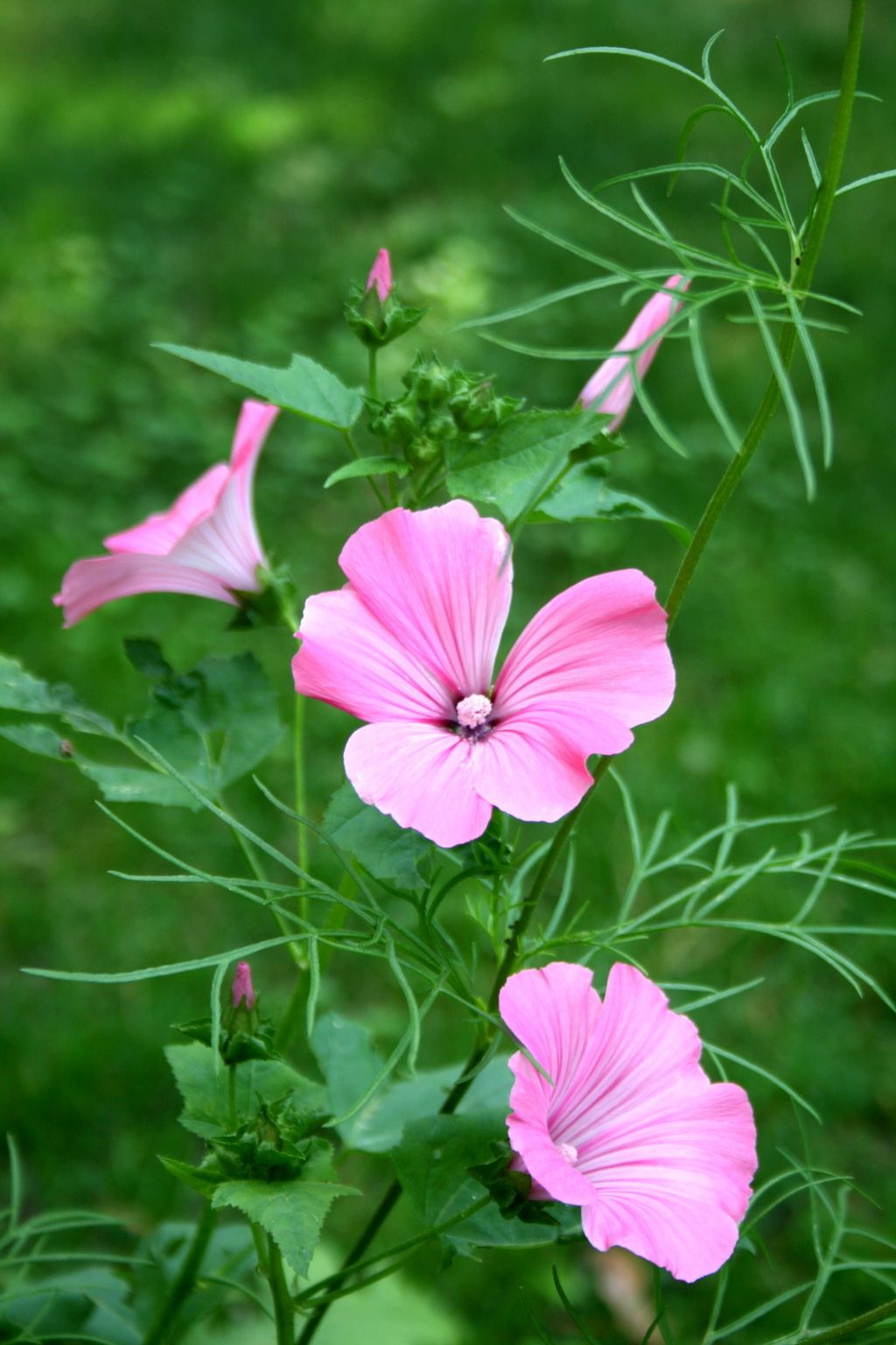 Moschusmalve - Malva moschata günstig kaufen