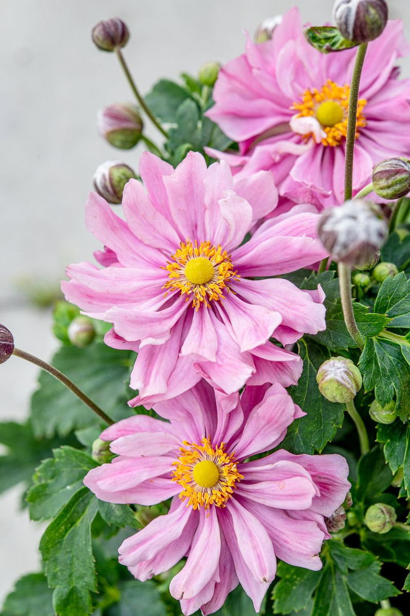 Herbst Anemone Pretty Lady Emily - Anemone japonica Pretty Lady Emily ...