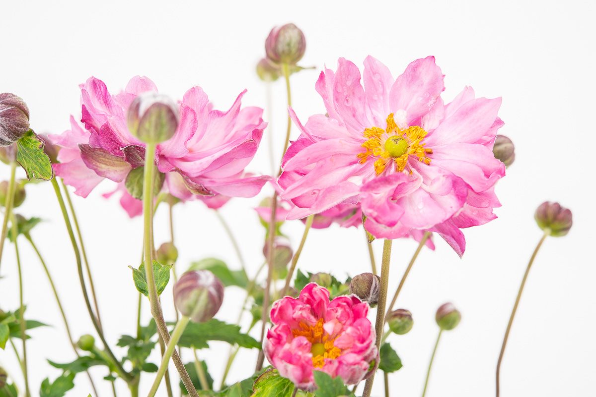 Herbst Anemone Pretty Lady Emily - Anemone japonica Pretty Lady Emily ...