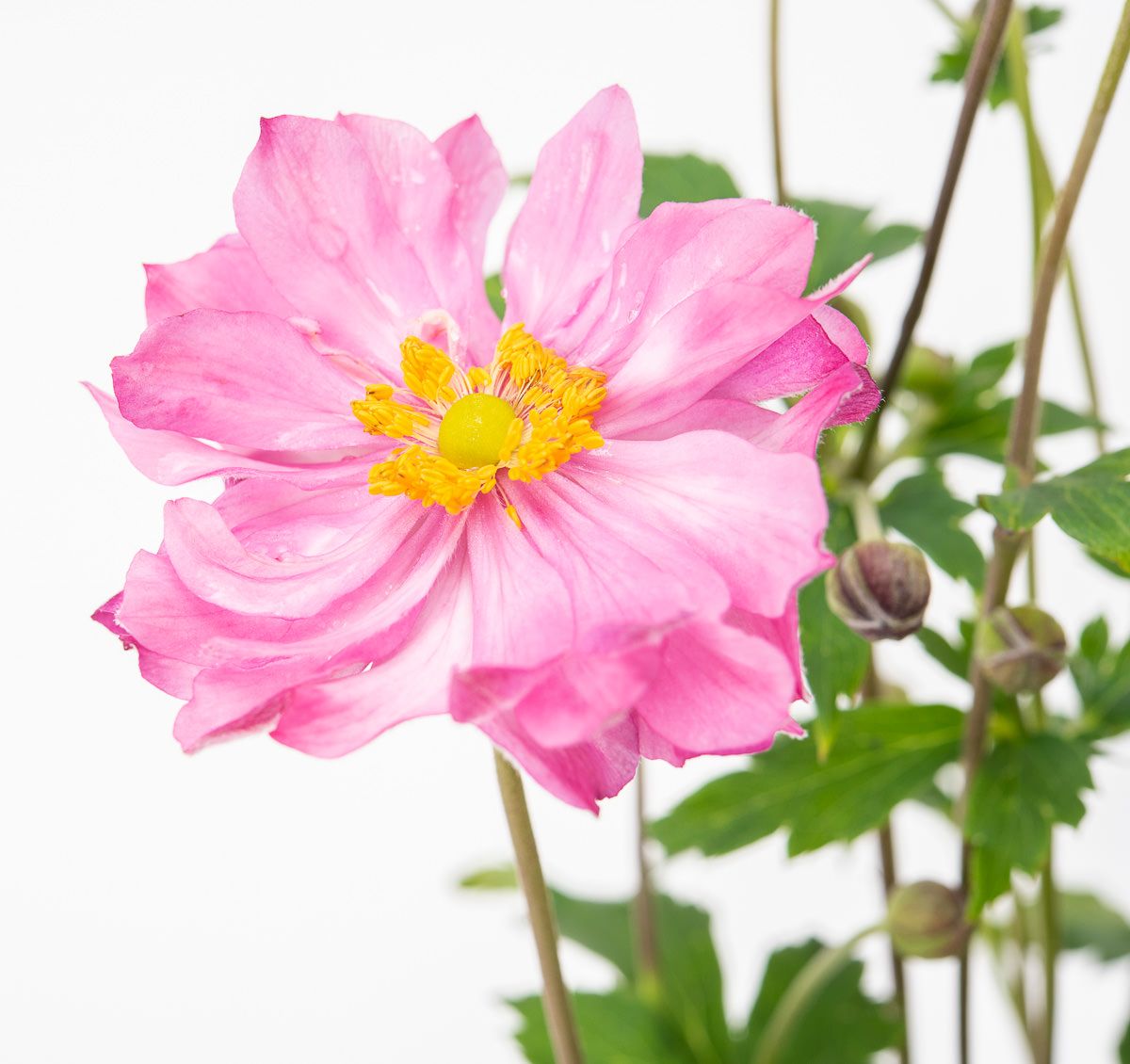 Herbst Anemone Pretty Lady Emily - Anemone japonica Pretty Lady Emily ...