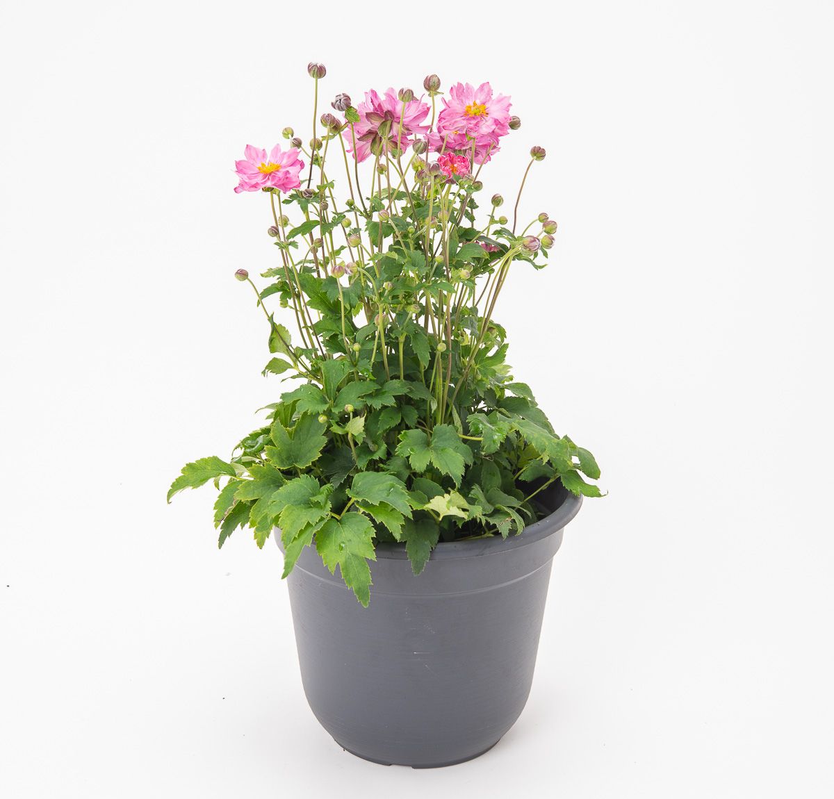 Herbst Anemone Pretty Lady Emily - Anemone japonica Pretty Lady Emily ...