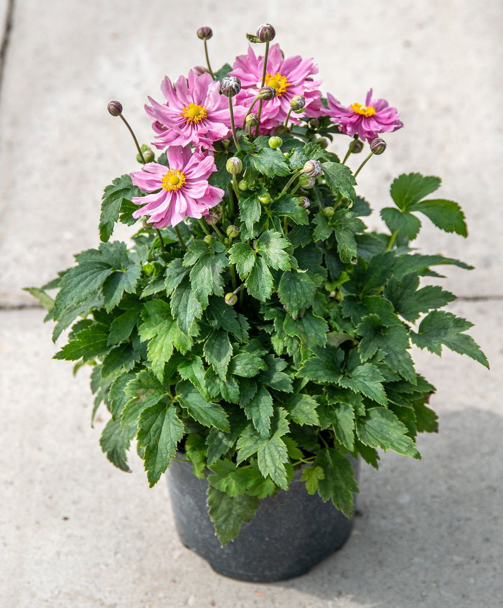 Herbst Anemone Pretty Lady Emily - Anemone japonica Pretty Lady Emily ...