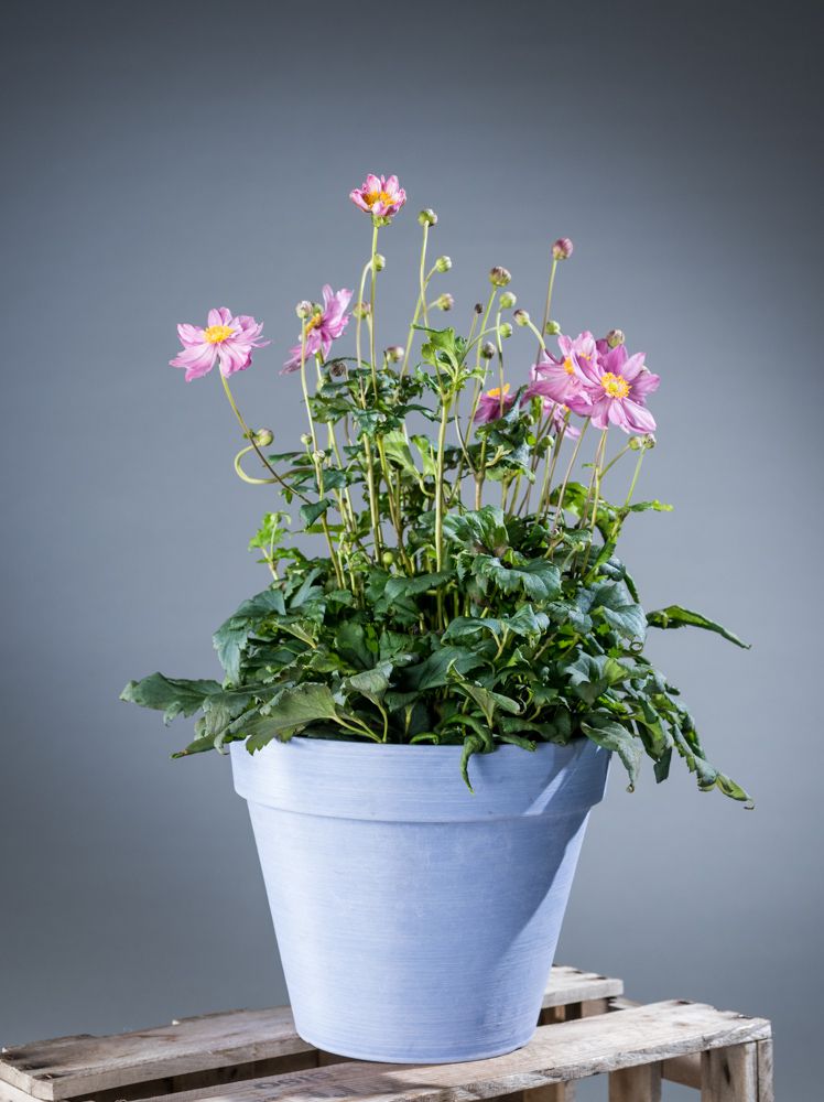 Herbst Anemone Pretty Lady Emily - Anemone japonica Pretty Lady Emily ...