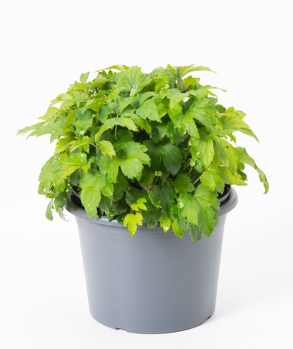 Herbst Anemone Pretty Lady Emily - Anemone japonica Pretty Lady Emily ...