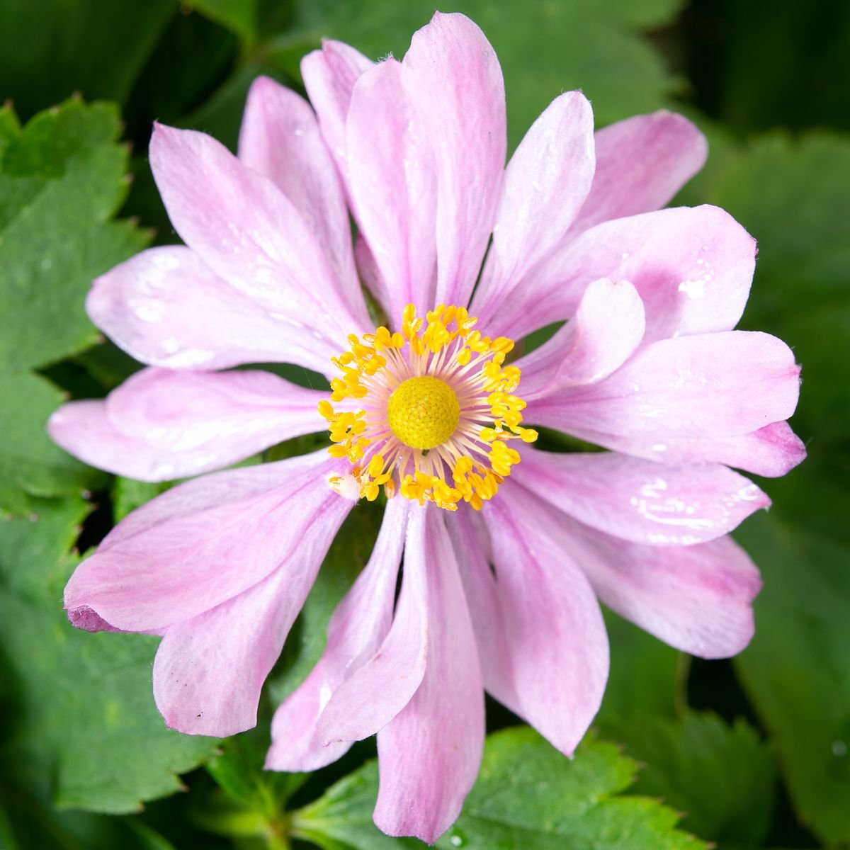 Herbst Anemone Pretty Lady Emily - Anemone japonica Pretty Lady Emily ...