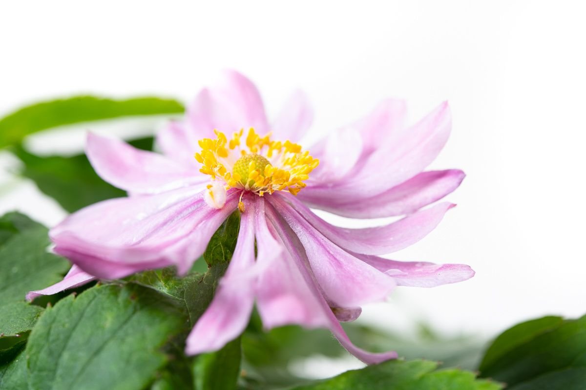 Herbst Anemone Pretty Lady Emily - Anemone japonica Pretty Lady Emily ...