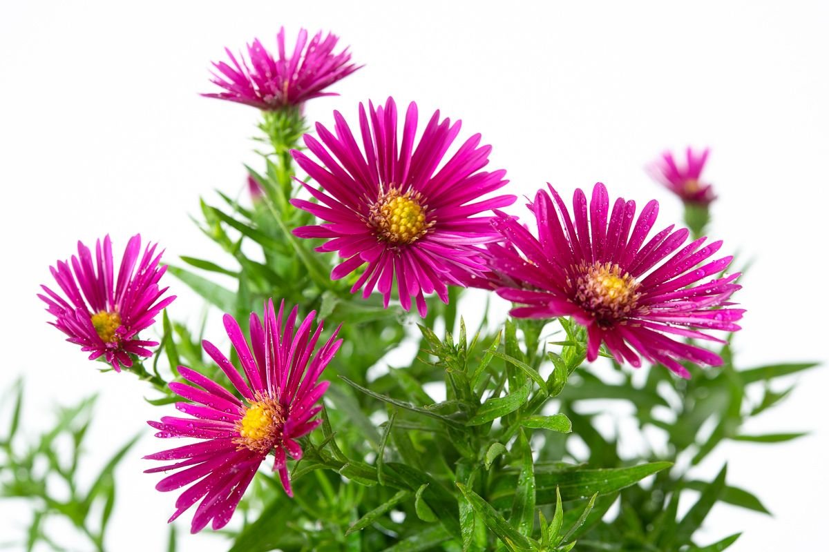 Kissen Aster Rose Crystal - Aster dumosus Rose Crystal günstig kaufen