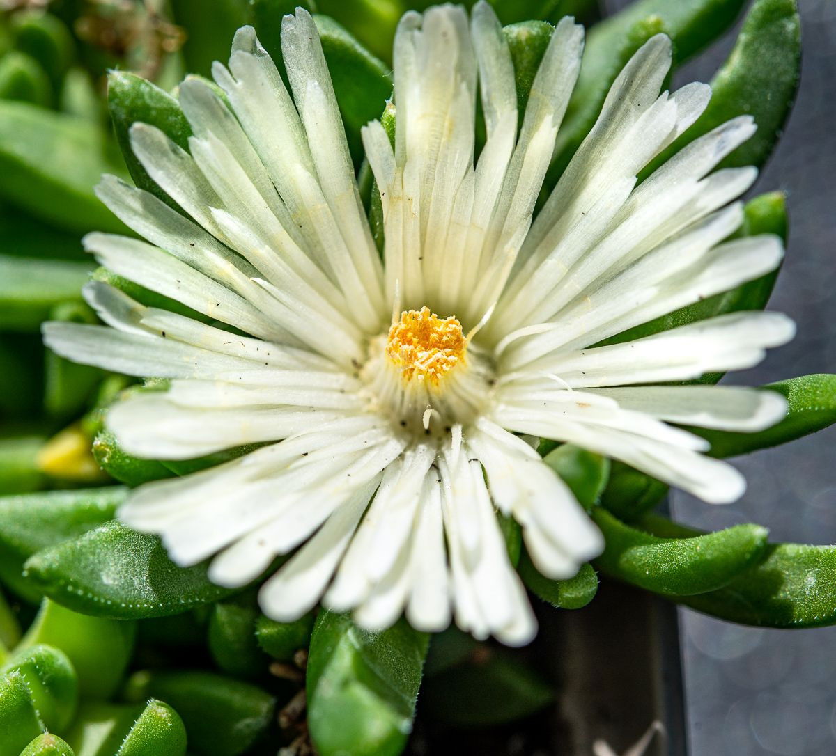 Mittagsblume Album - Delosperma congestum Album günstig kaufen