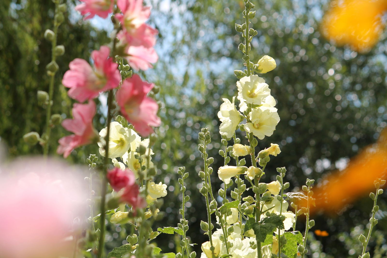 Stockrose Spotlight Series Sunshine - Alcea rosea Spotlight Series ...