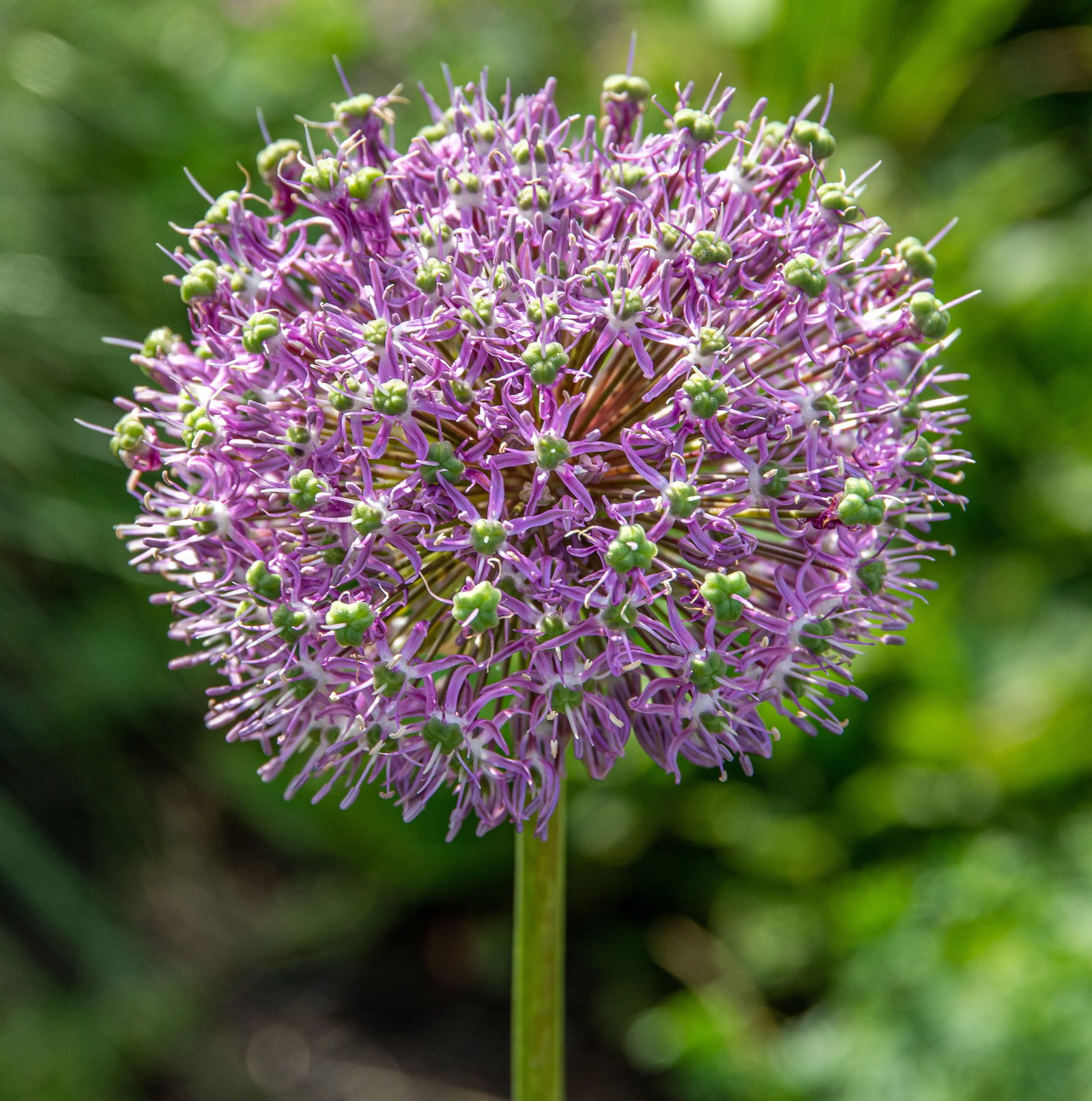 Zierlauch Mars - Allium stipitatum Mars günstig kaufen