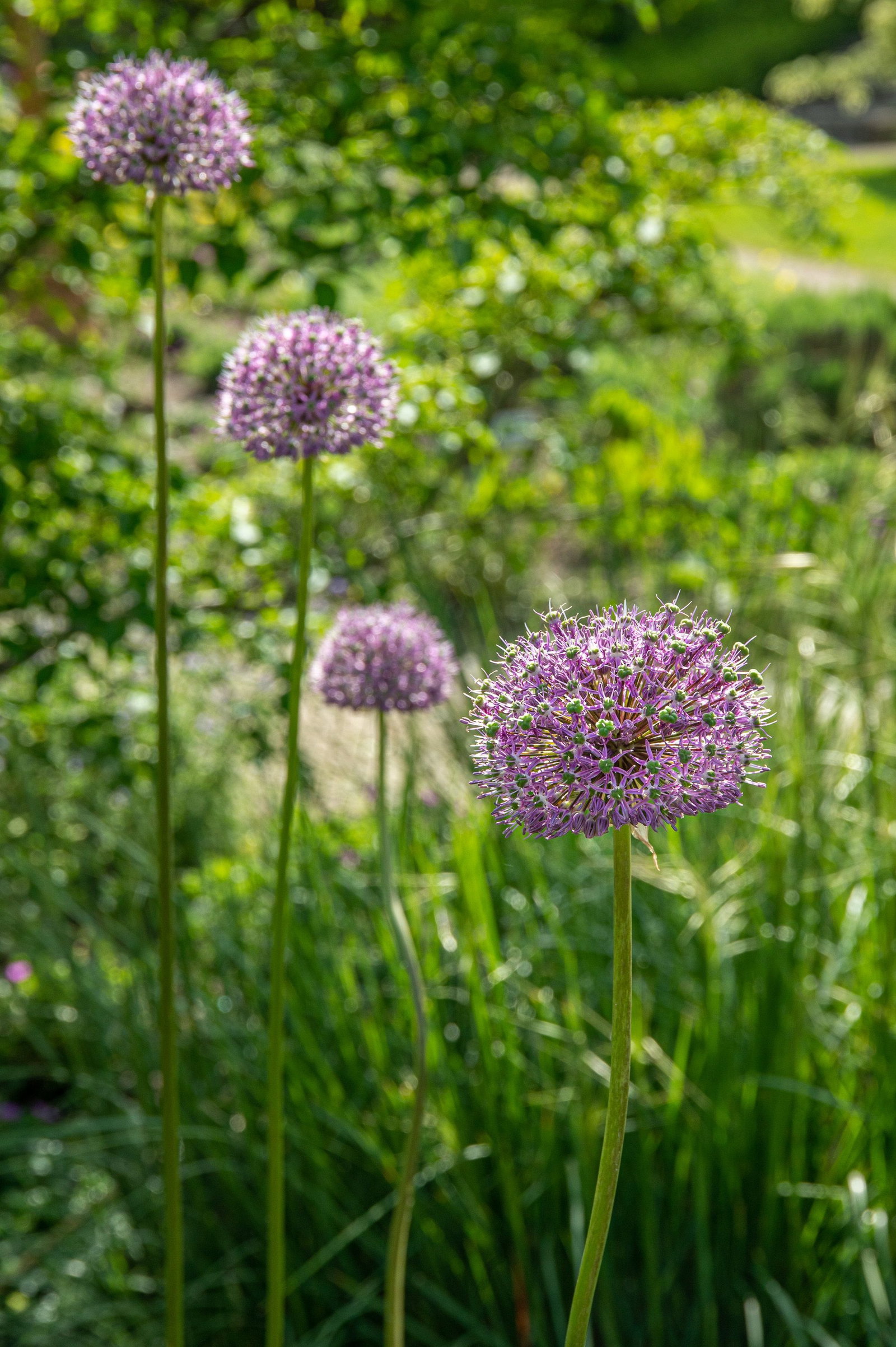 Zierlauch Mars - Allium stipitatum Mars günstig kaufen