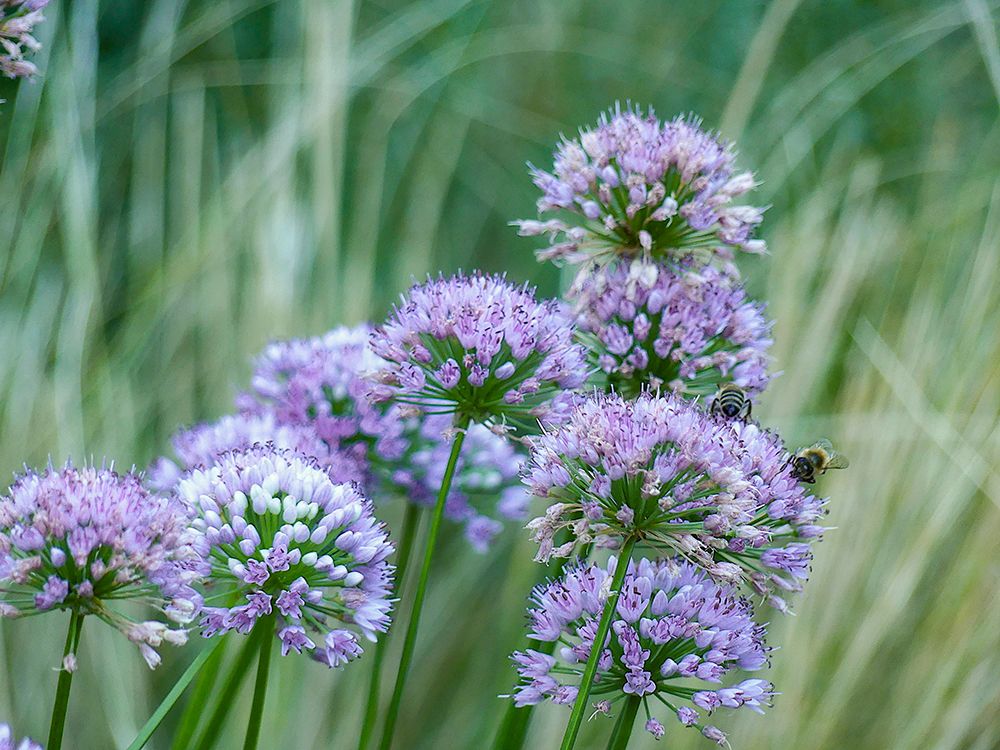 Berg Lauch Millenium - Allium senescens Millenium günstig kaufen