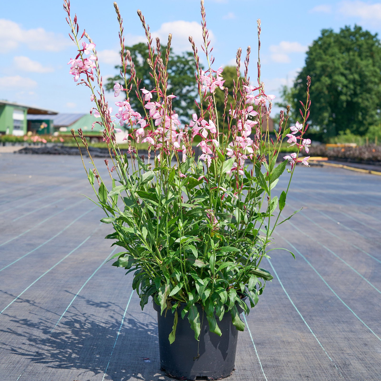 Prachtkerze Rosy Jane