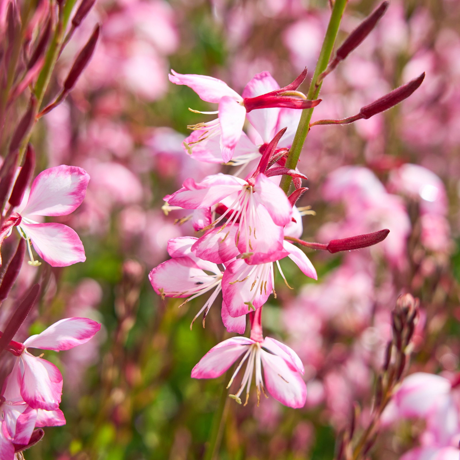 Prachtkerze Rosy Jane