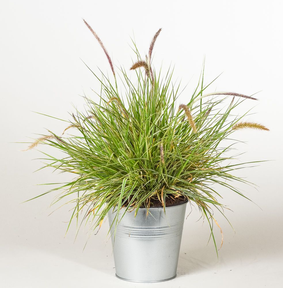 Federborstengras Sky Rocket - Pennisetum setaceum Sky Rocket günstig kaufen