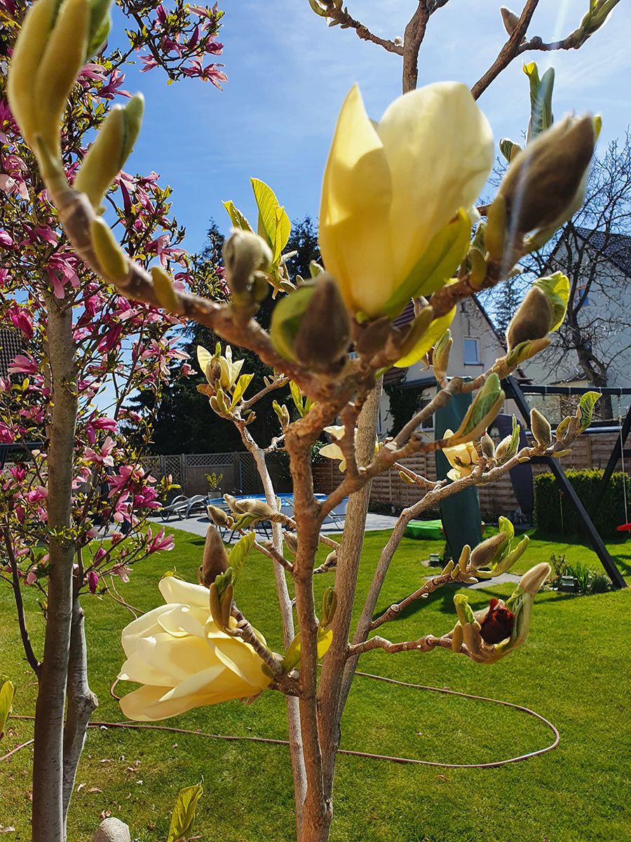 Magnolie Golden Gift - Magnolia Golden Gift günstig kaufen