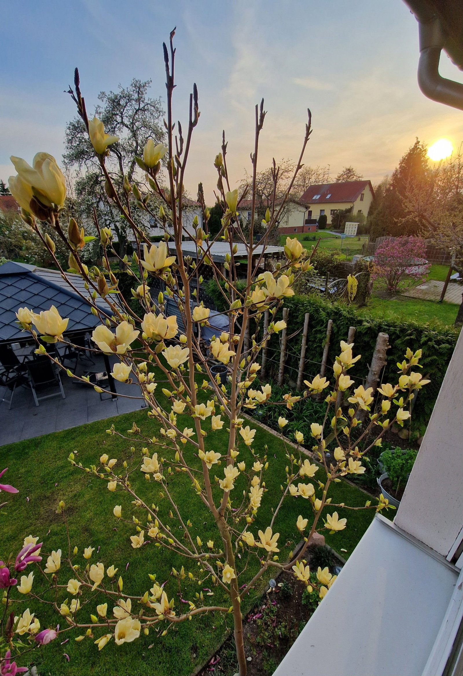 Magnolie Golden Gift - Magnolia Golden Gift günstig kaufen