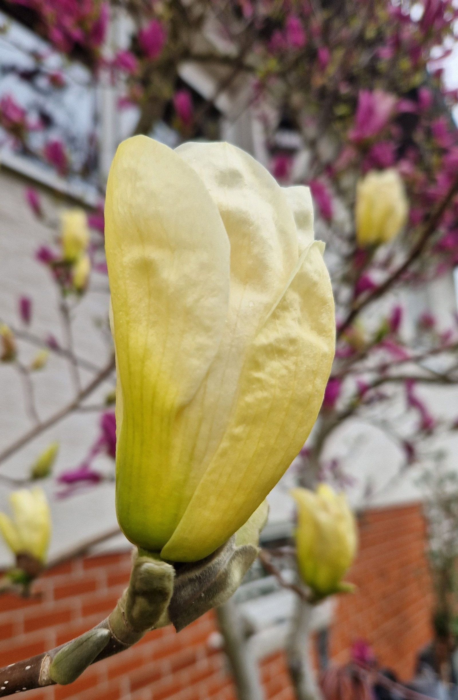 Magnolie Golden Gift - Magnolia Golden Gift günstig kaufen