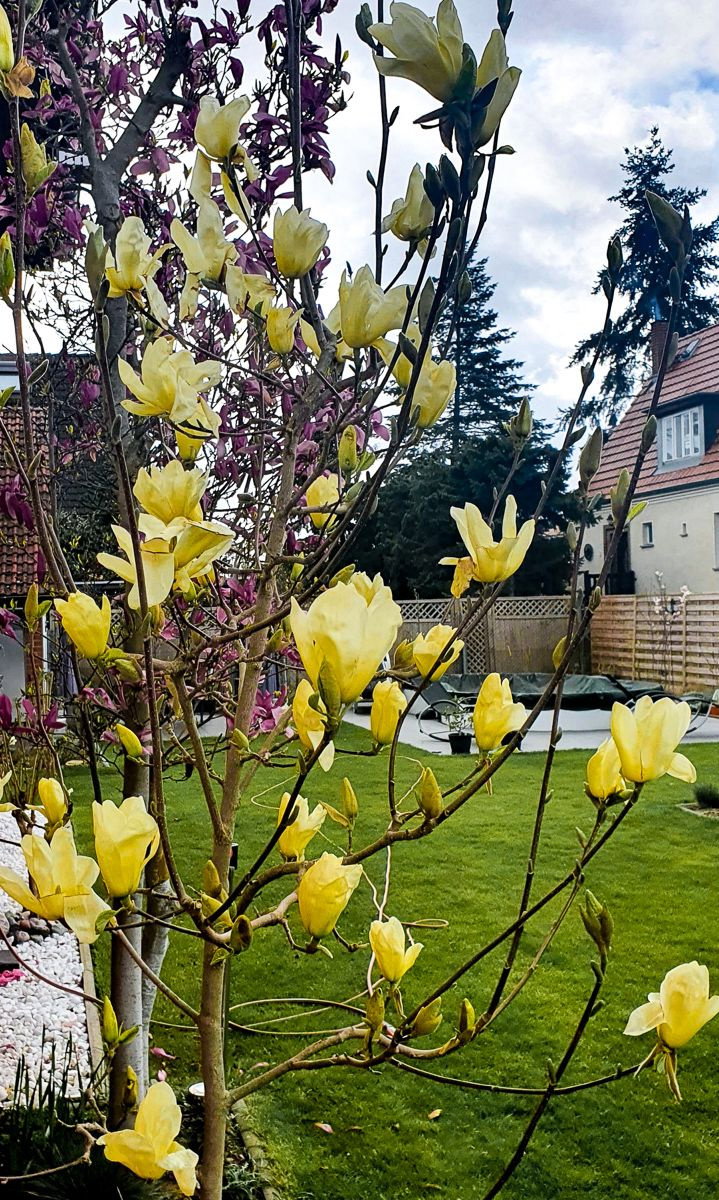Magnolie Golden Gift - Magnolia Golden Gift günstig kaufen