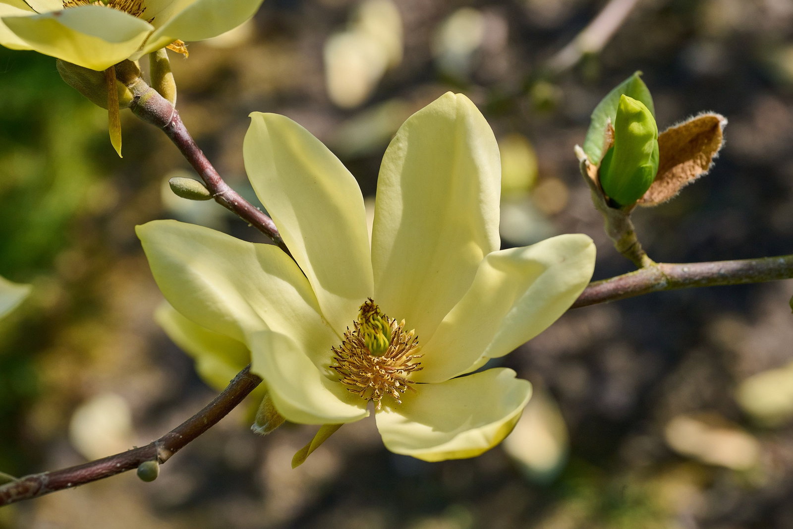 Magnolie Golden Gift - Magnolia Golden Gift günstig kaufen