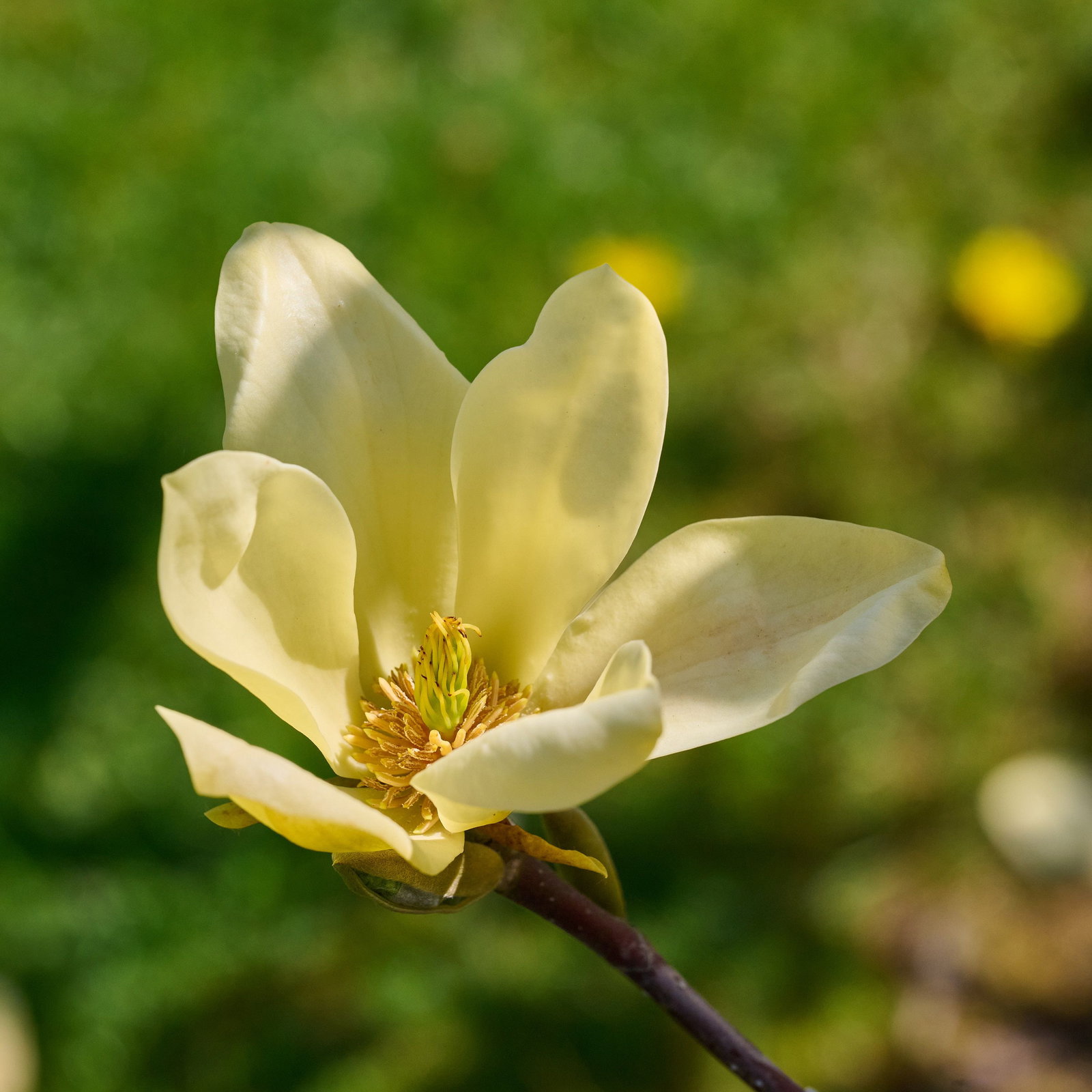Magnolie Golden Gift - Magnolia Golden Gift günstig kaufen