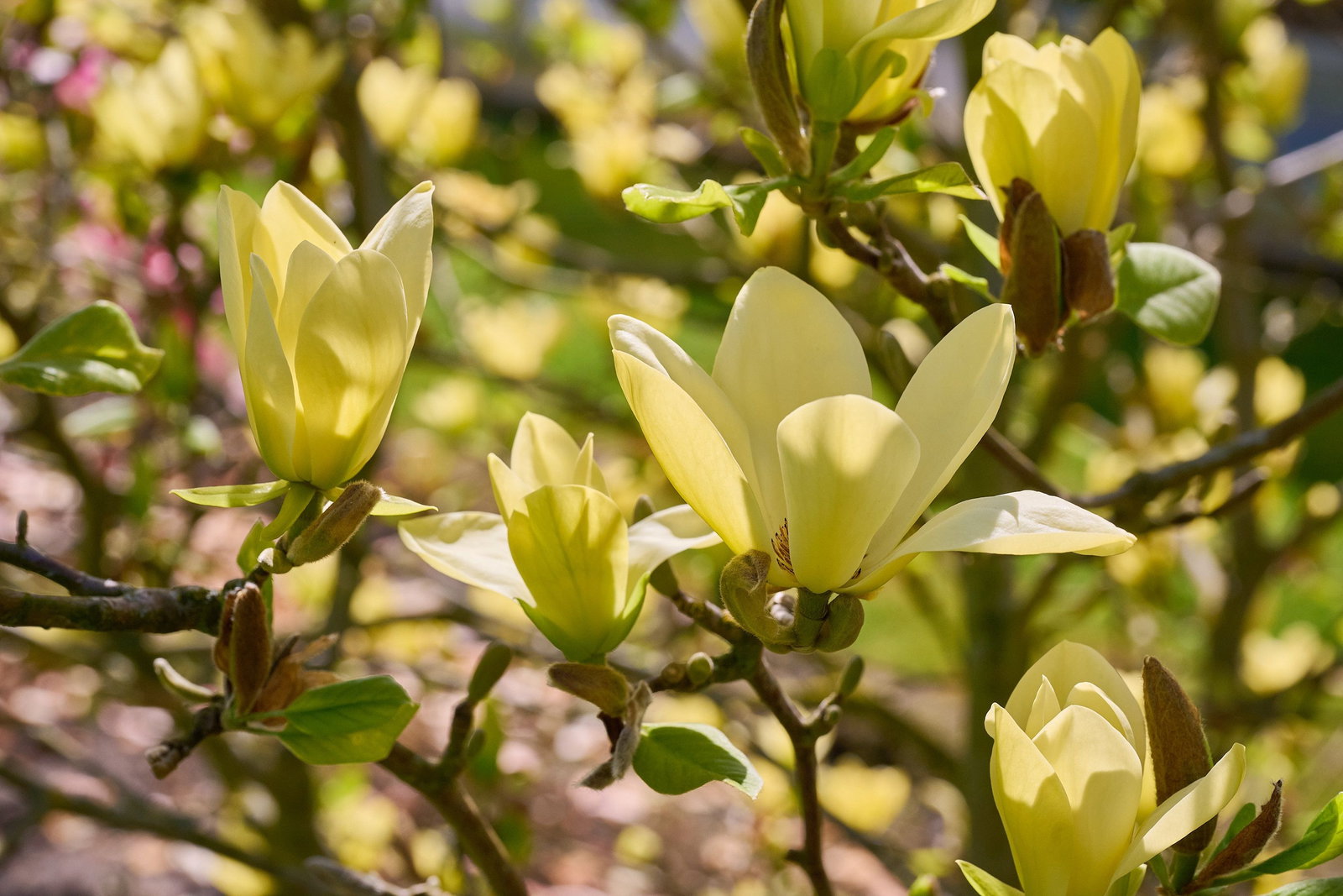 Magnolie Golden Gift - Magnolia Golden Gift günstig kaufen