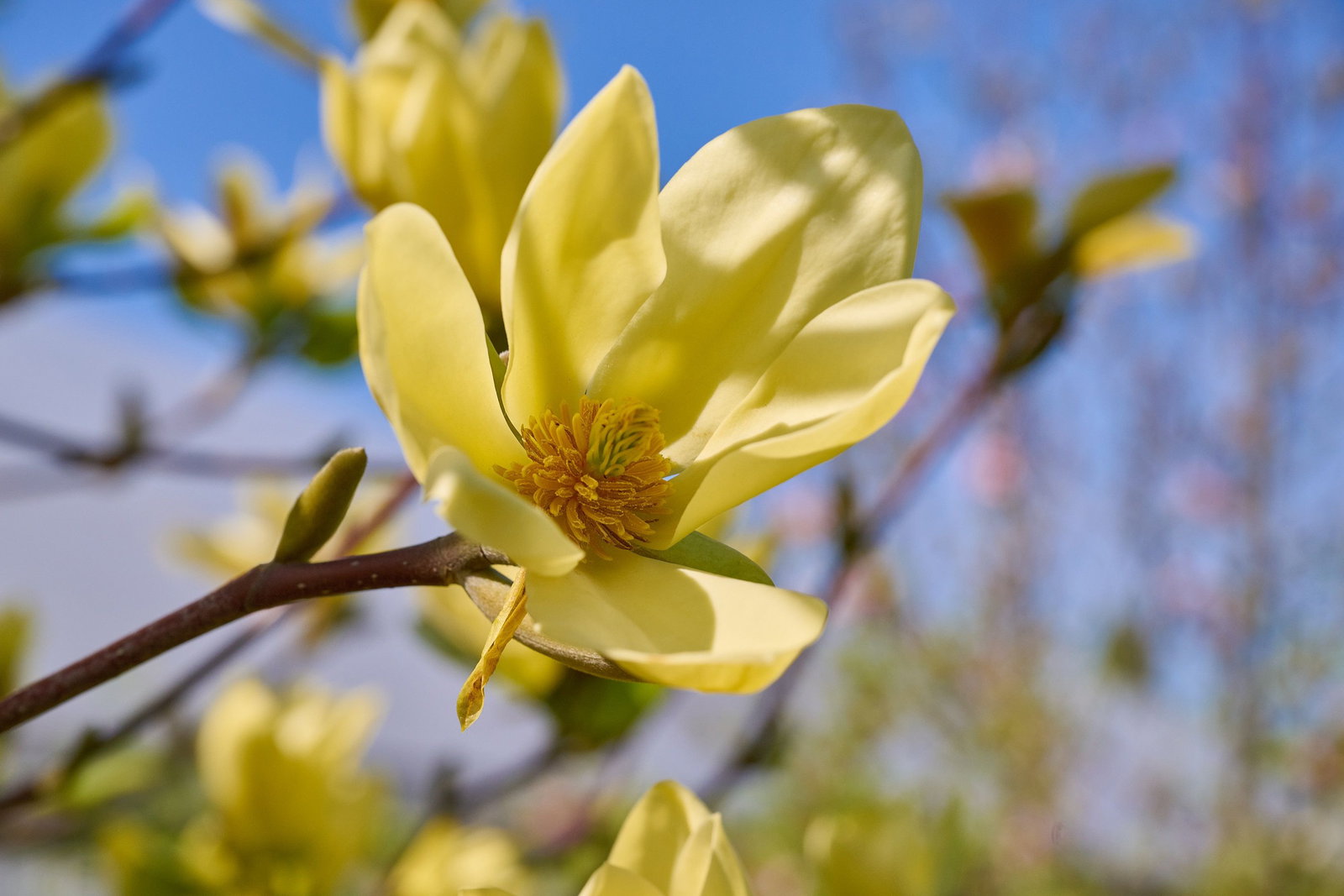 Magnolie Golden Gift - Magnolia Golden Gift günstig kaufen