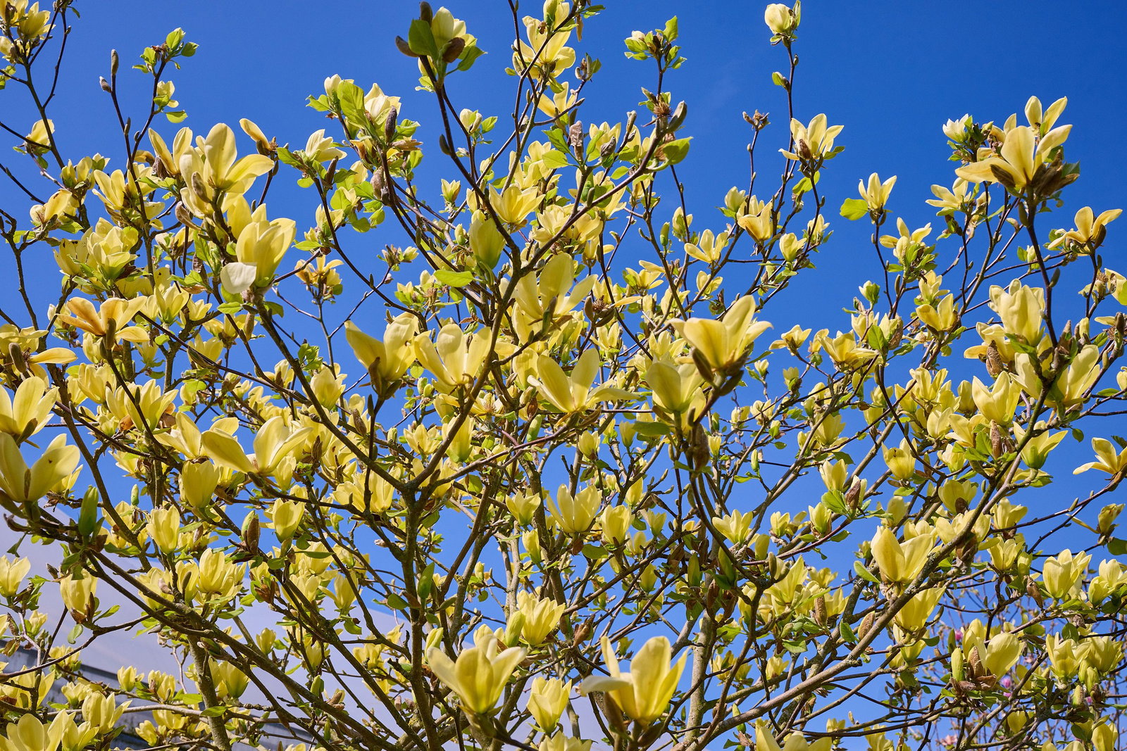 Magnolie Golden Gift - Magnolia Golden Gift günstig kaufen