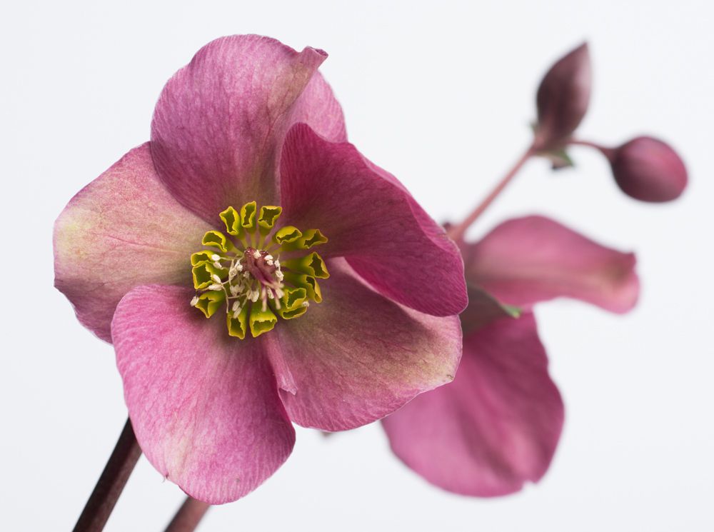 Rote Christrose - Helleborus Rudolph the Red Nose Reindeer günstig kaufen