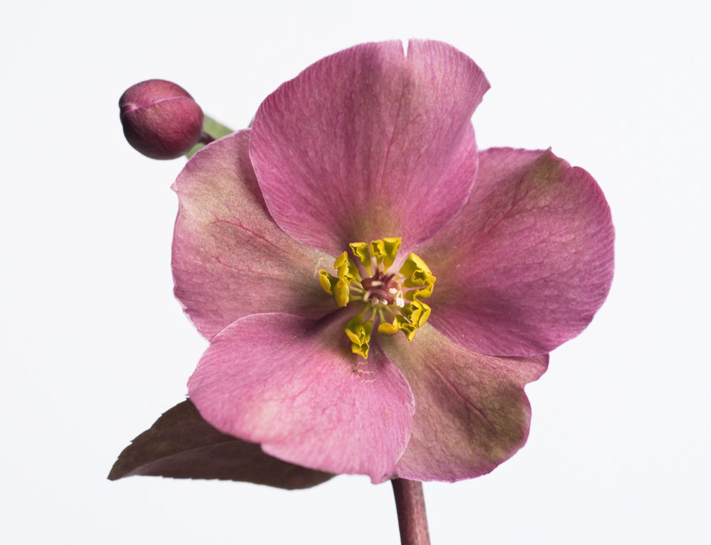 Rote Christrose - Helleborus Rudolph the Red Nose Reindeer günstig kaufen