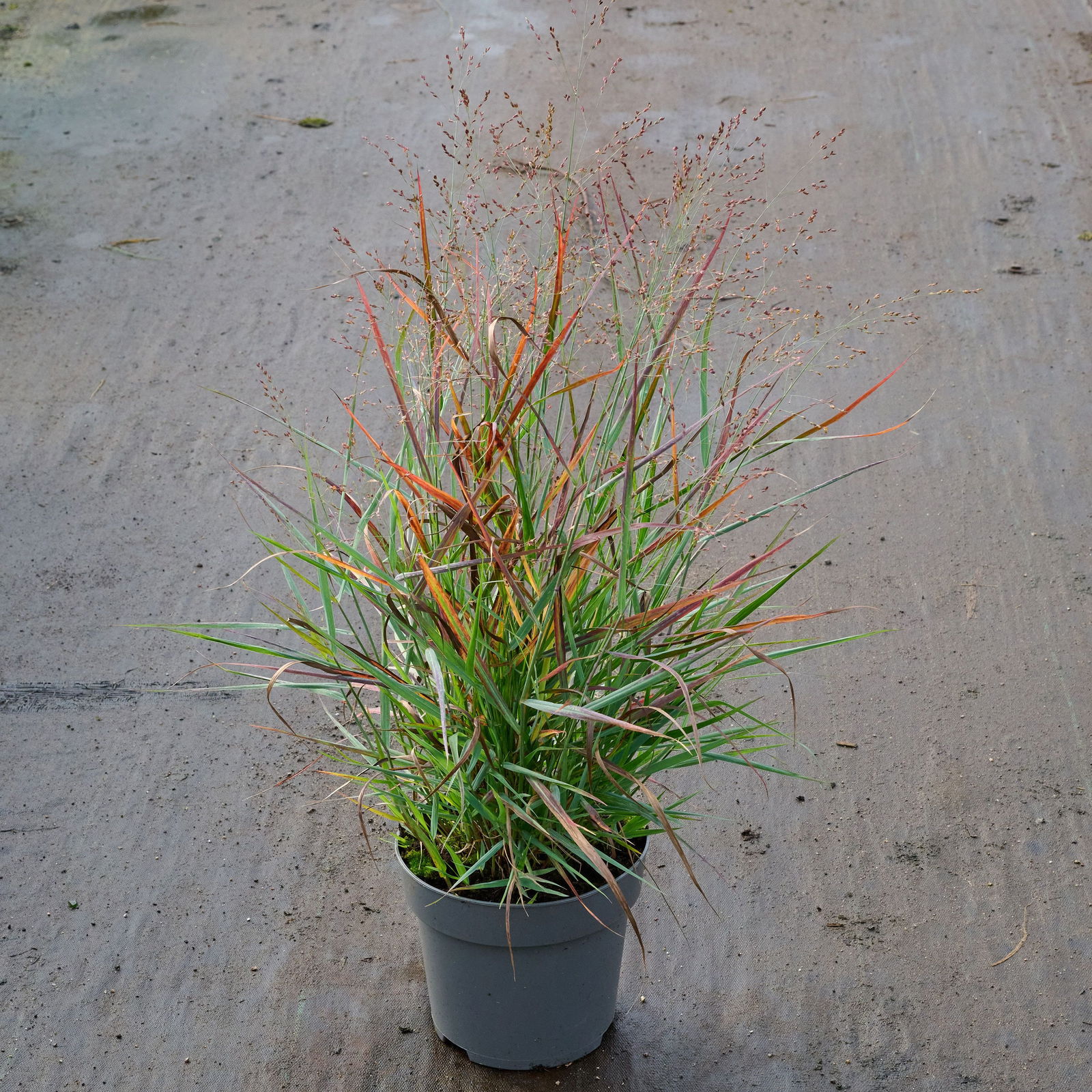 Rutenhirse Cheyenne Sky - Panicum virgatum Cheyenne Sky günstig kaufen
