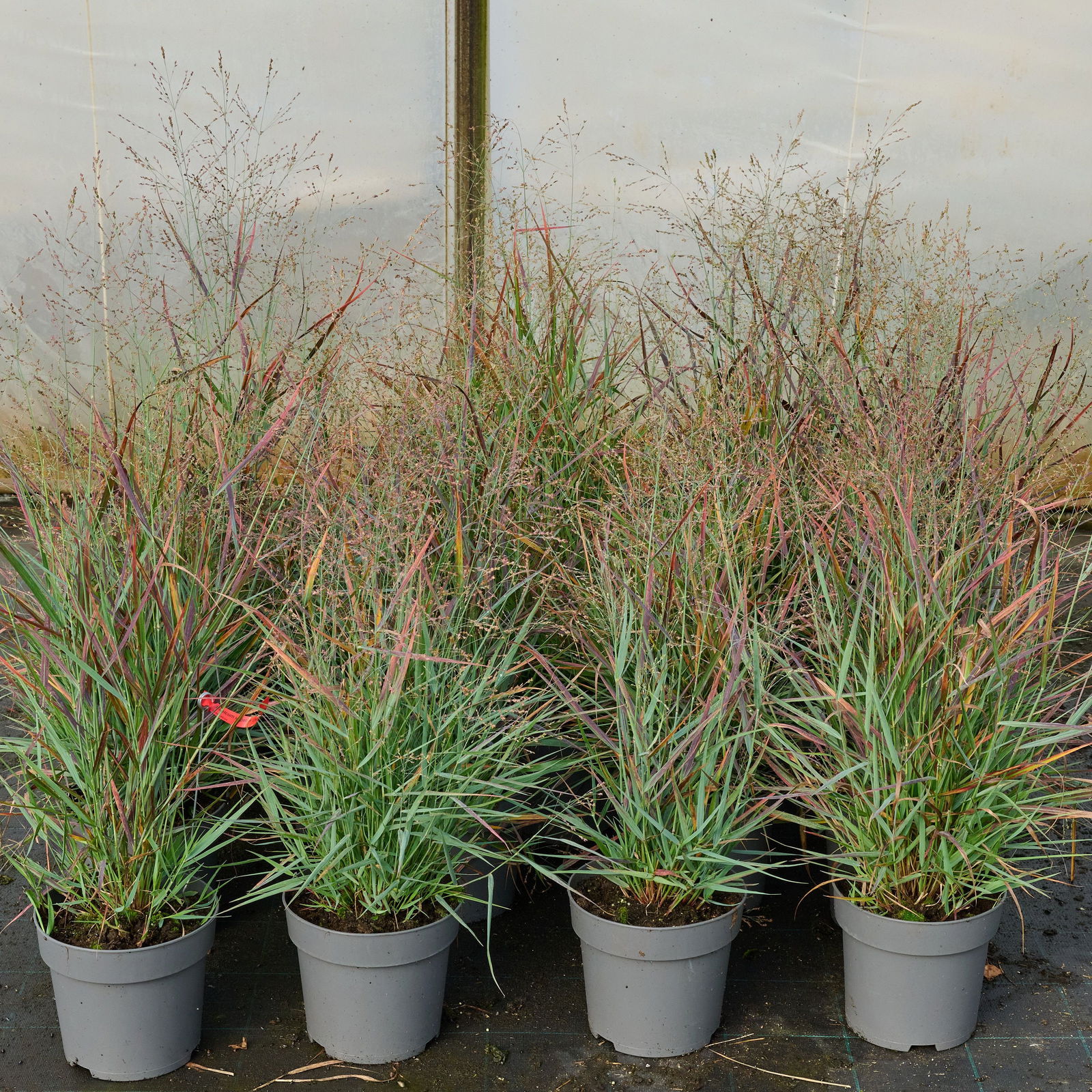Rutenhirse Cheyenne Sky - Panicum virgatum Cheyenne Sky günstig kaufen