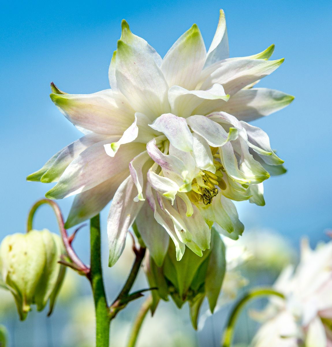 Wald Akelei - Aquilegia vulgaris günstig kaufen