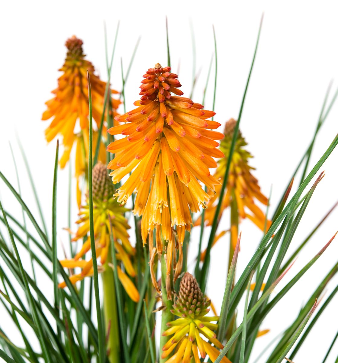 Fackellilie - Kniphofia praecox günstig kaufen