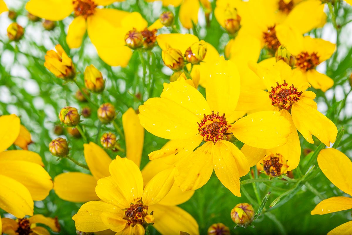 Quirlblättriges Garten-Mädchenauge - Coreopsis verticillata Imperial ...