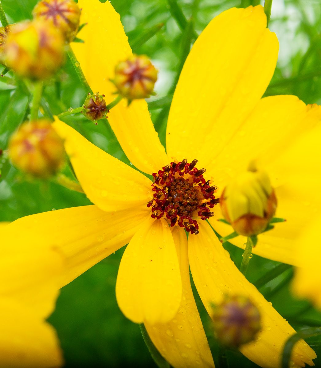 Quirlblättriges Garten-Mädchenauge - Coreopsis verticillata Imperial ...