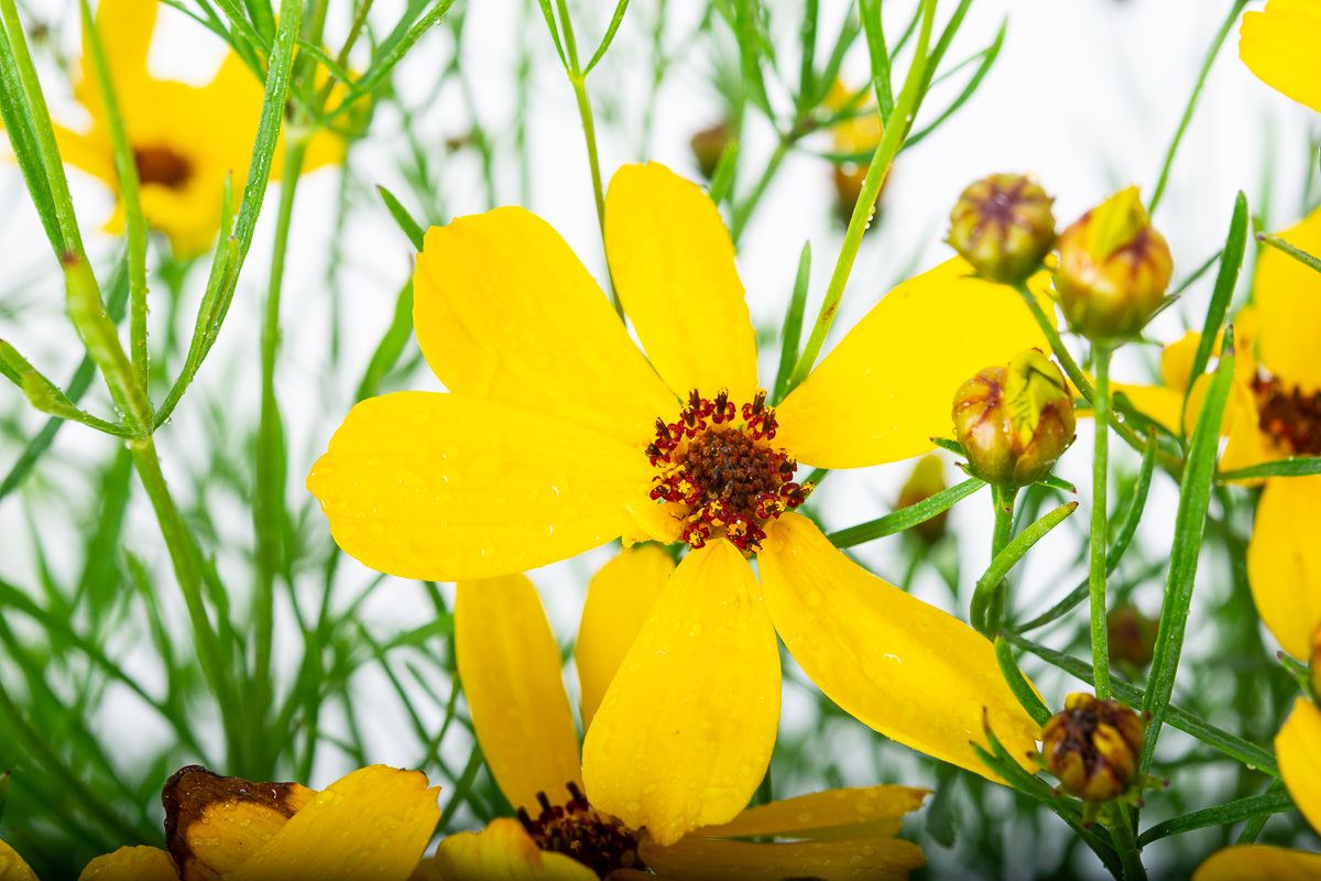 Quirlblättriges Garten-Mädchenauge - Coreopsis verticillata Imperial ...