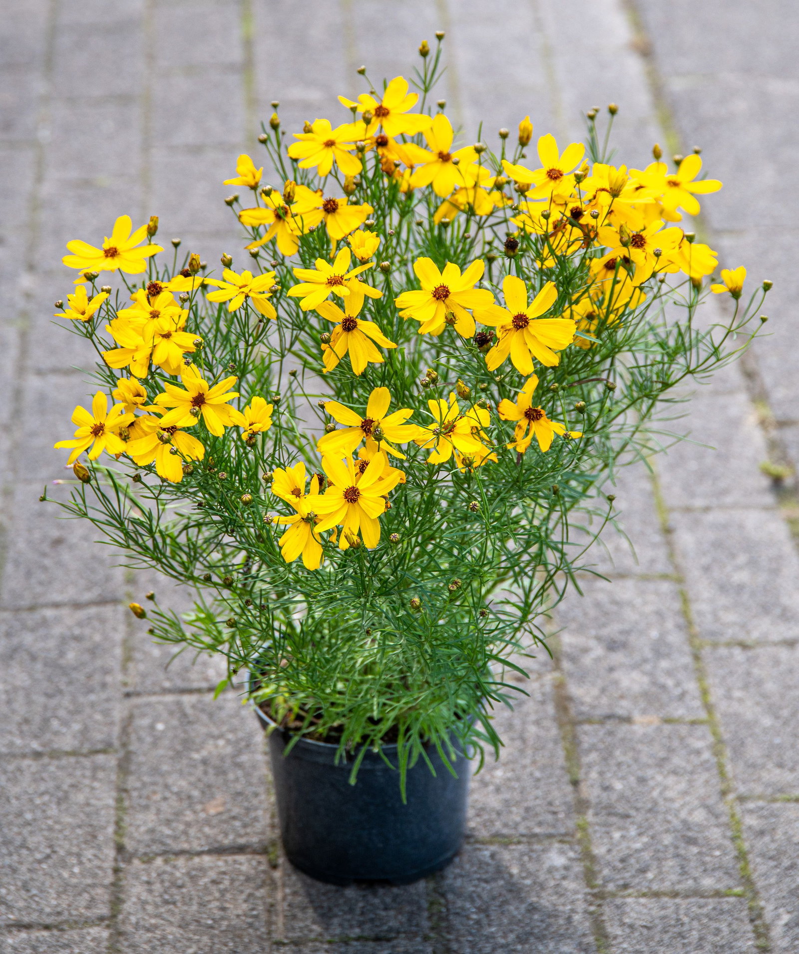 Quirlblättriges Garten-Mädchenauge - Coreopsis verticillata Imperial ...