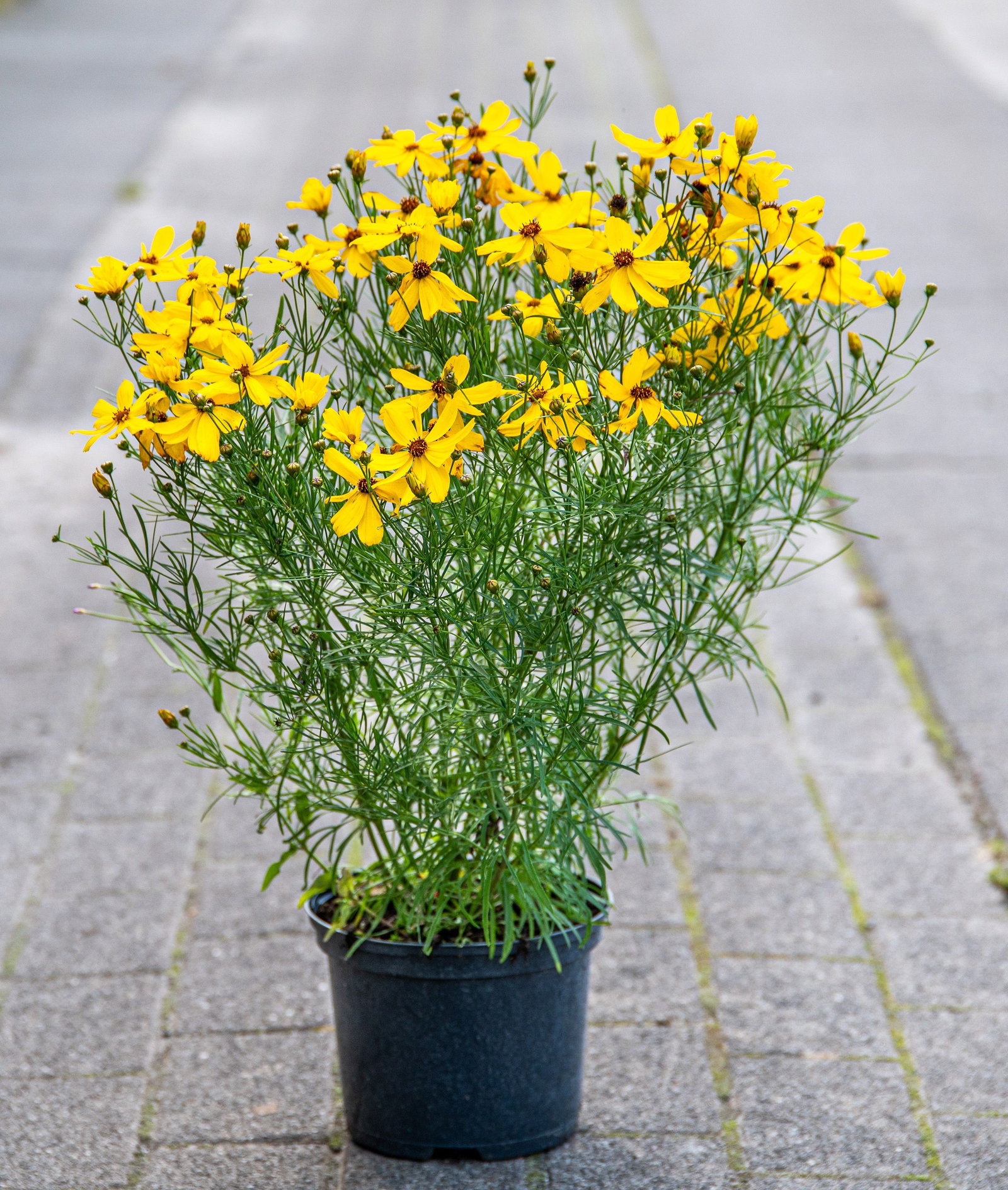 Quirlblättriges Garten-Mädchenauge - Coreopsis verticillata Imperial ...