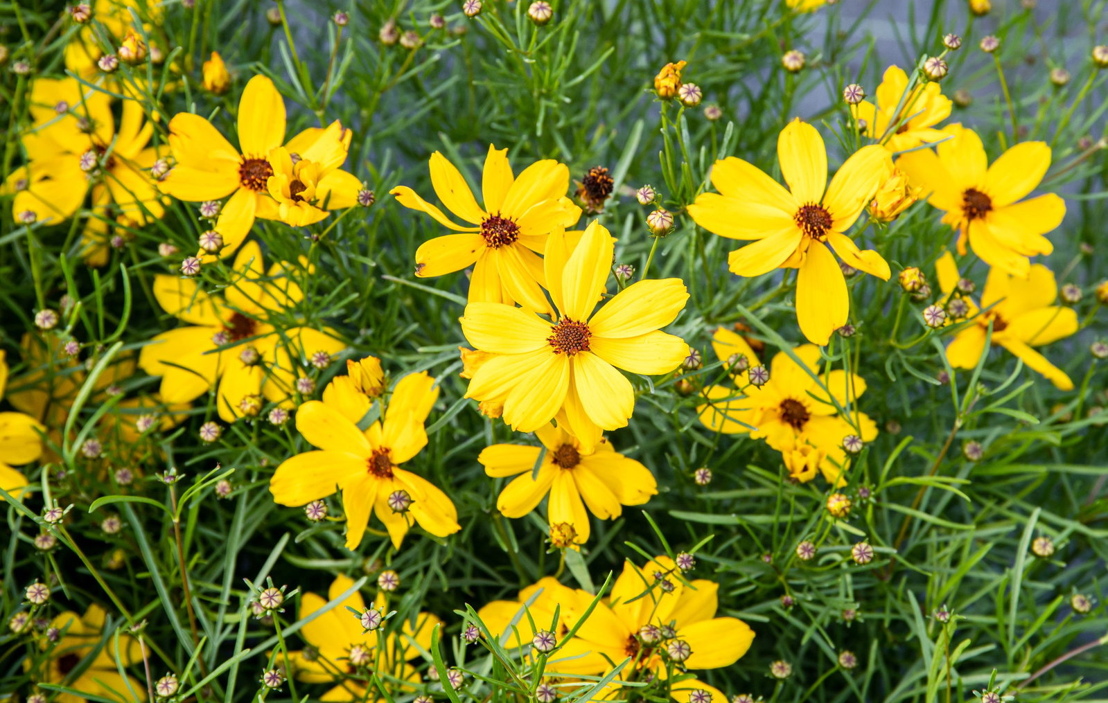 Quirlblättriges Garten-Mädchenauge - Coreopsis verticillata Imperial ...