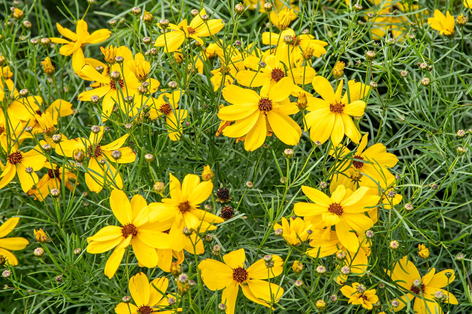 Quirlblättriges Garten-Mädchenauge - Coreopsis verticillata Imperial ...