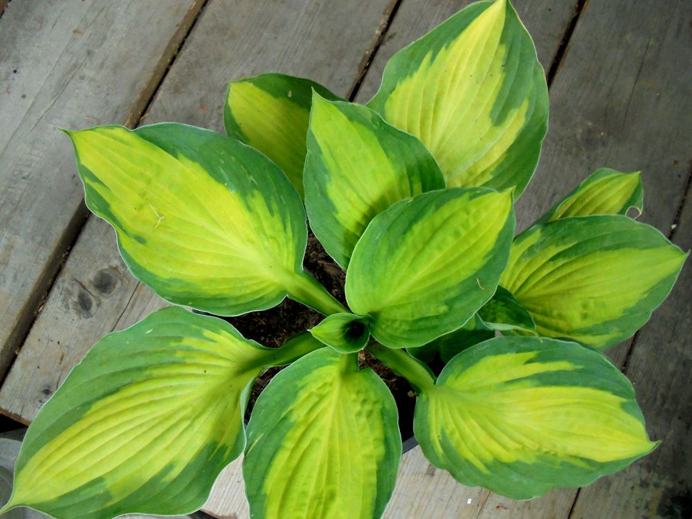 Funkie Cherry Berry - Hosta cultorum Cherry Berry günstig kaufen