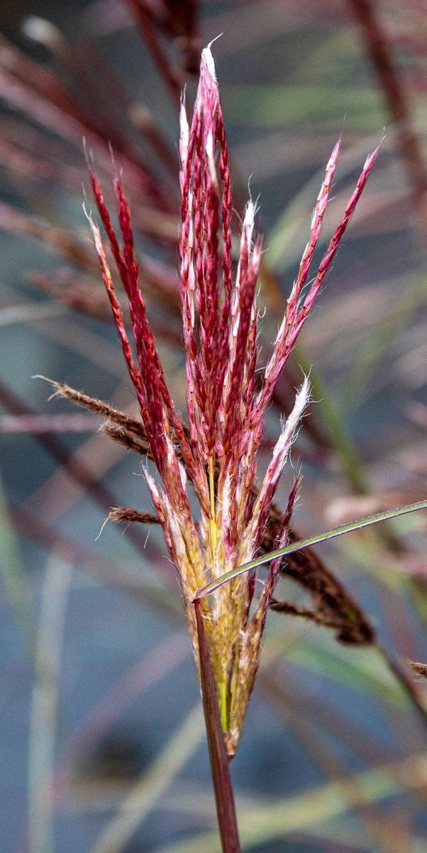 Miscanthus sinensis Red Chief - Garten-Chinaschilf Red Chief | jetzt ...