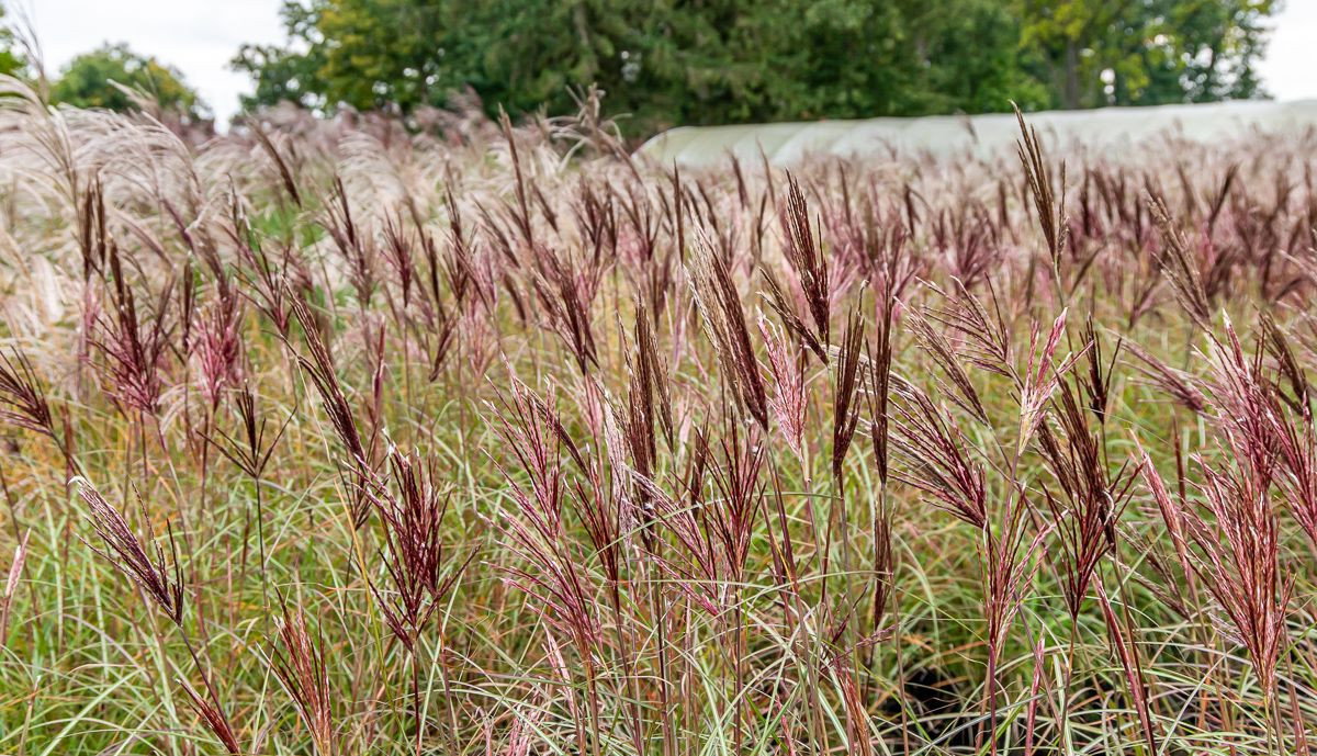 Miscanthus sinensis Red Chief - Garten-Chinaschilf Red Chief | jetzt ...