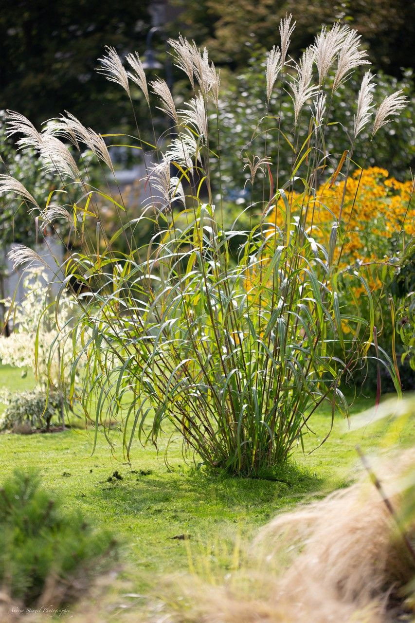 Miscanthus sinensis Red Chief - Garten-Chinaschilf Red Chief | jetzt ...