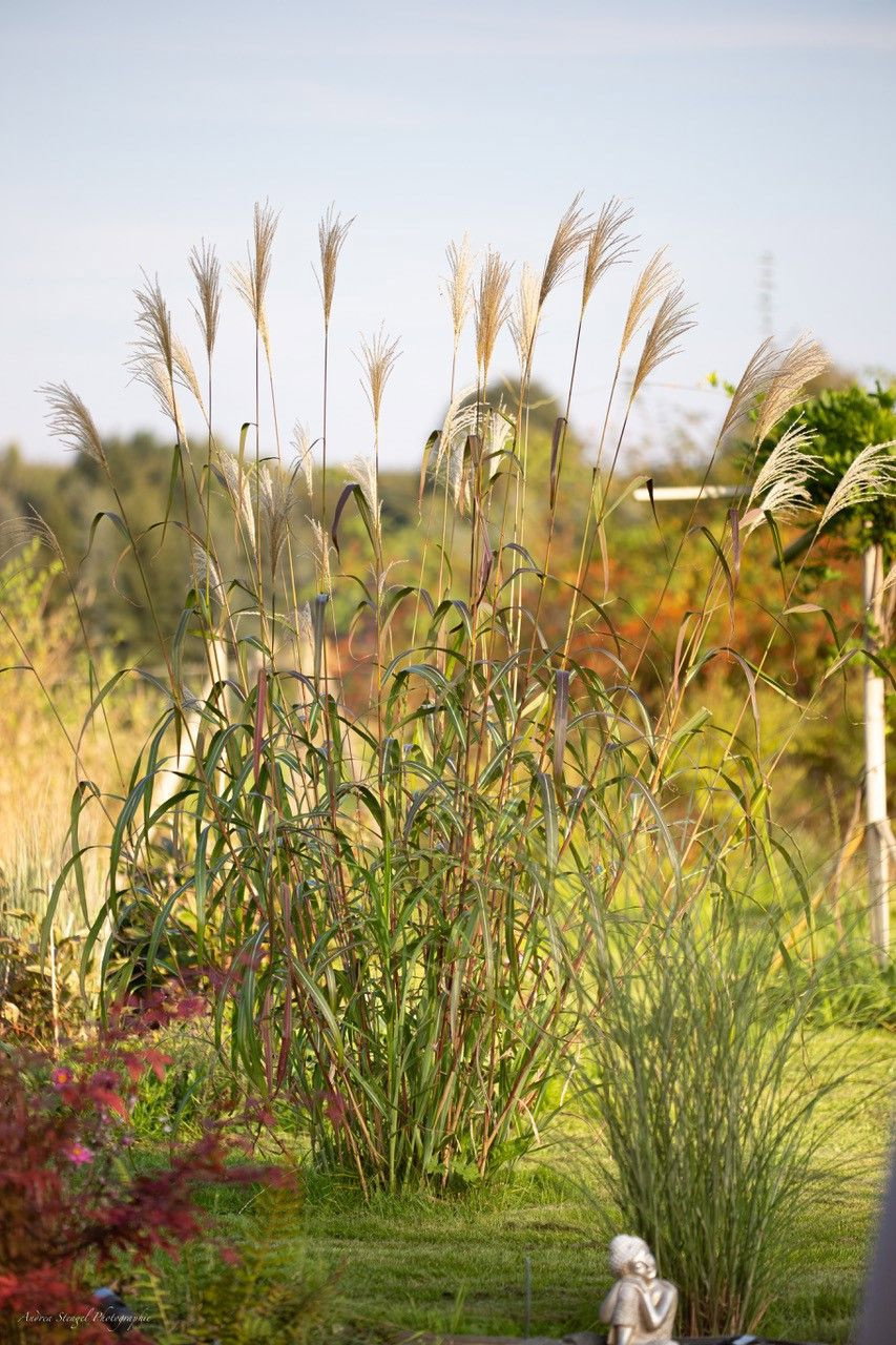 Miscanthus sinensis Red Chief - Garten-Chinaschilf Red Chief | jetzt ...